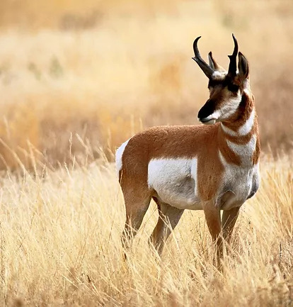 Antelope Meadows